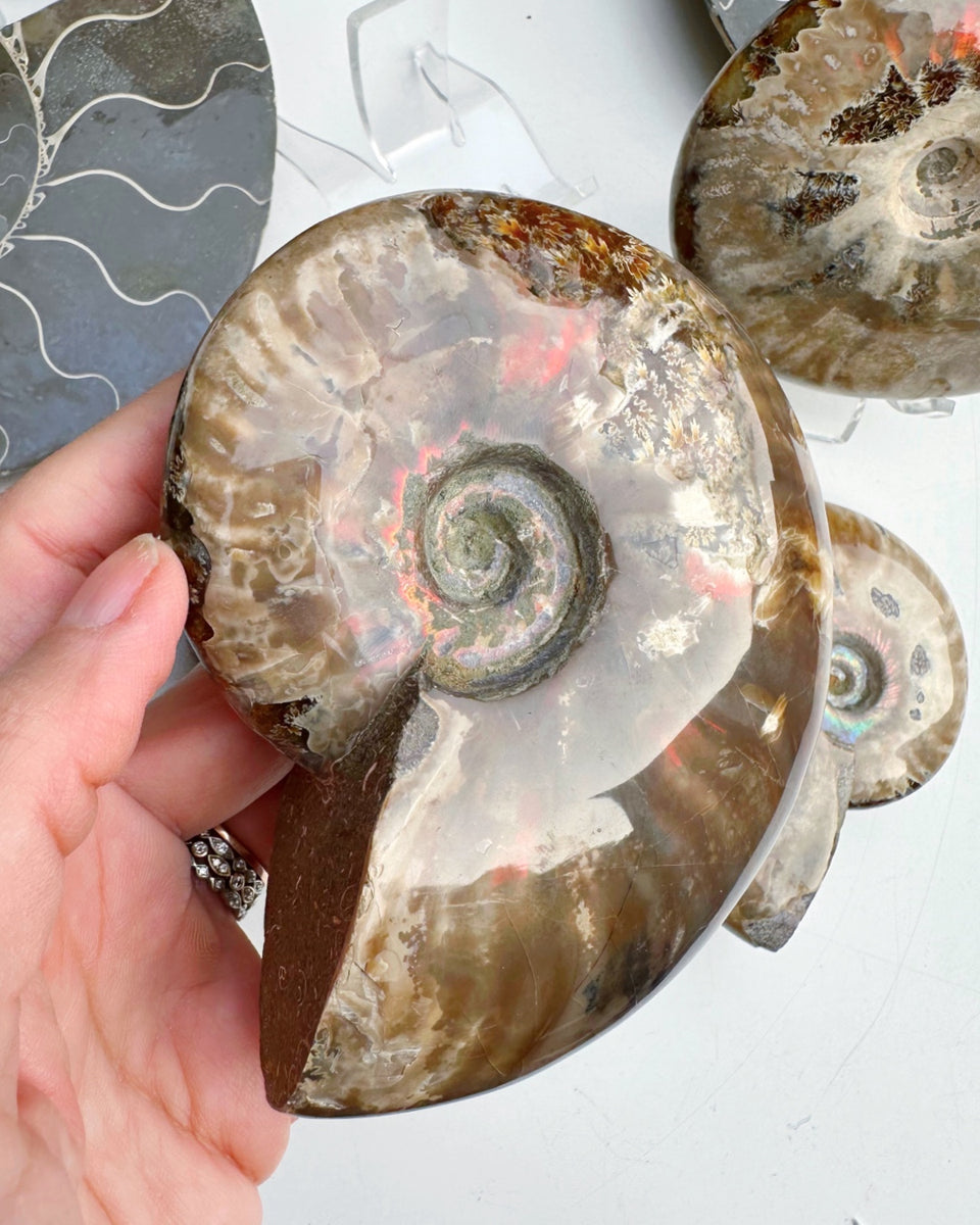 Red Ammonite Fossil – Baltic Mermaid